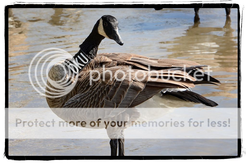 Goose Tag? - Birding in BC Community
