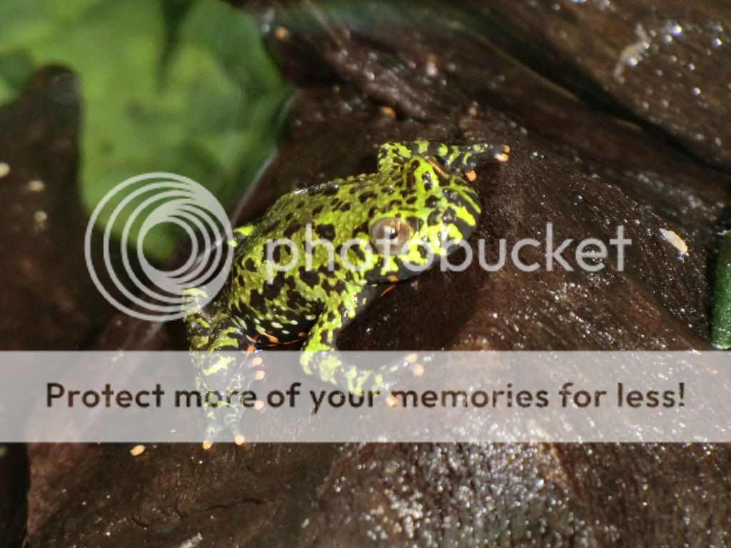 my fire bellied toad tank | Reptile Forums