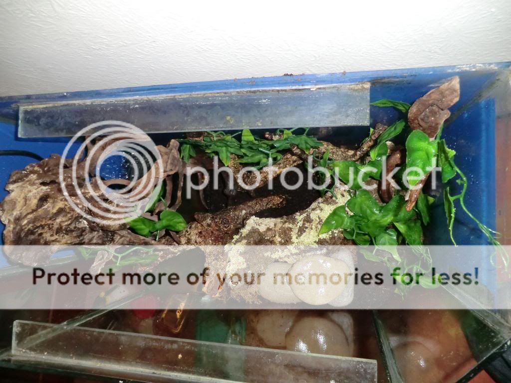 marbled newt tank | Reptile Forums