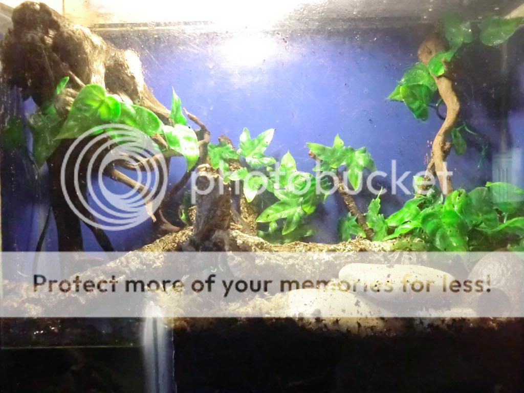 marbled newt tank | Reptile Forums